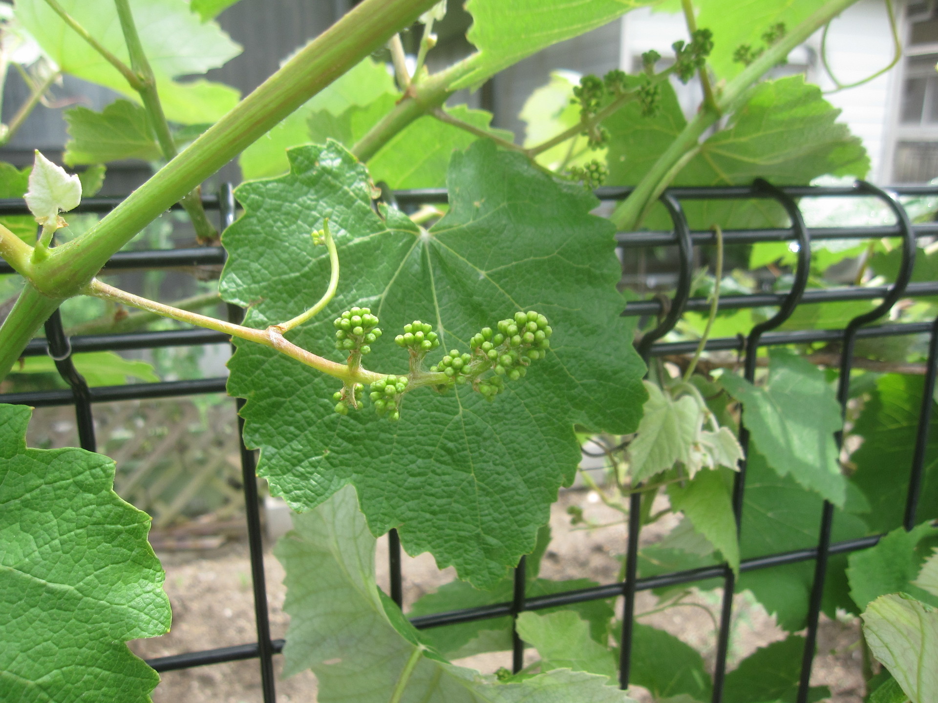 ぶどう（ナイアガラ）の花穂が育つ: 果物をつくりたい