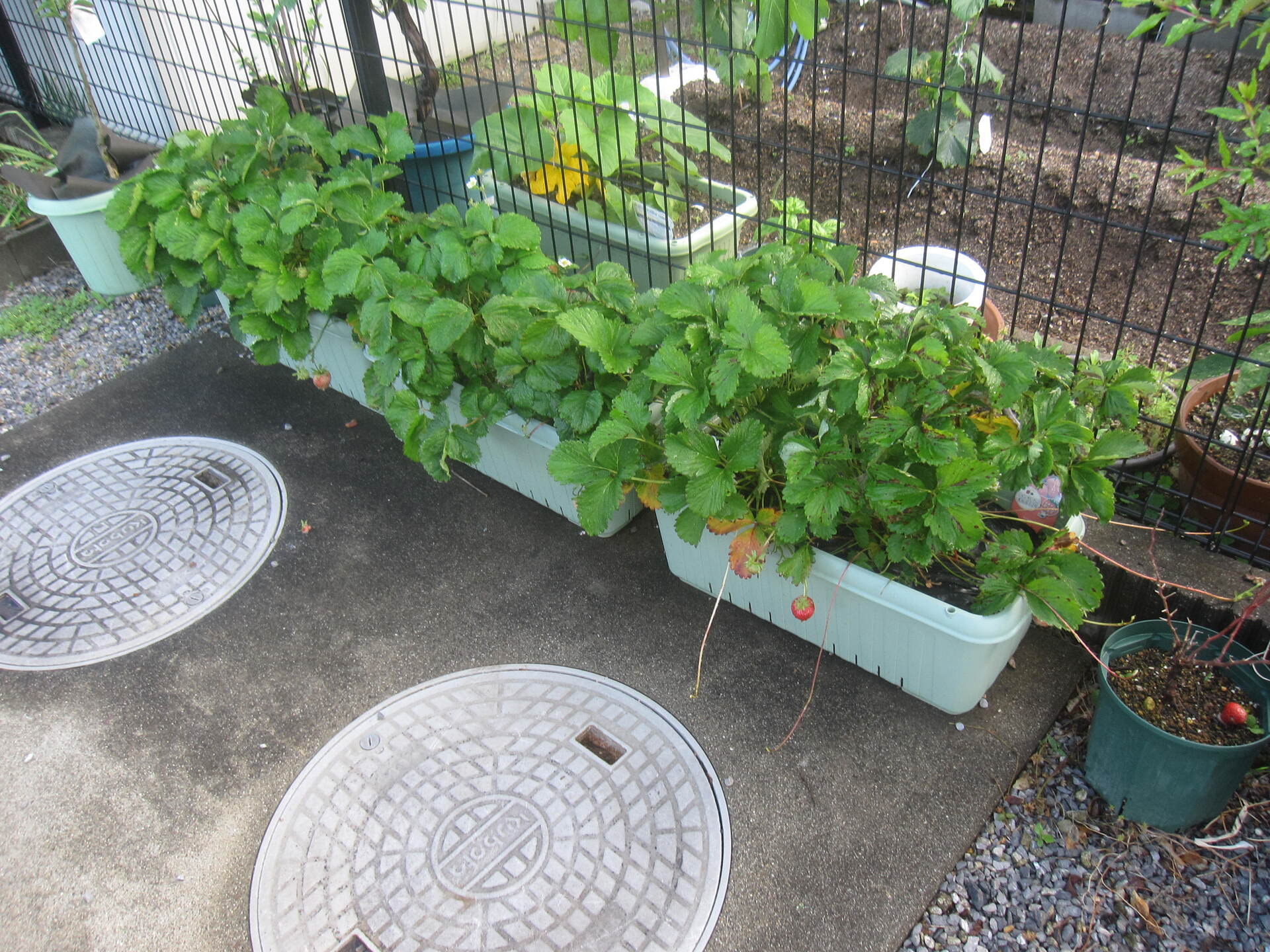 いちごの収穫: 果物をつくりたい