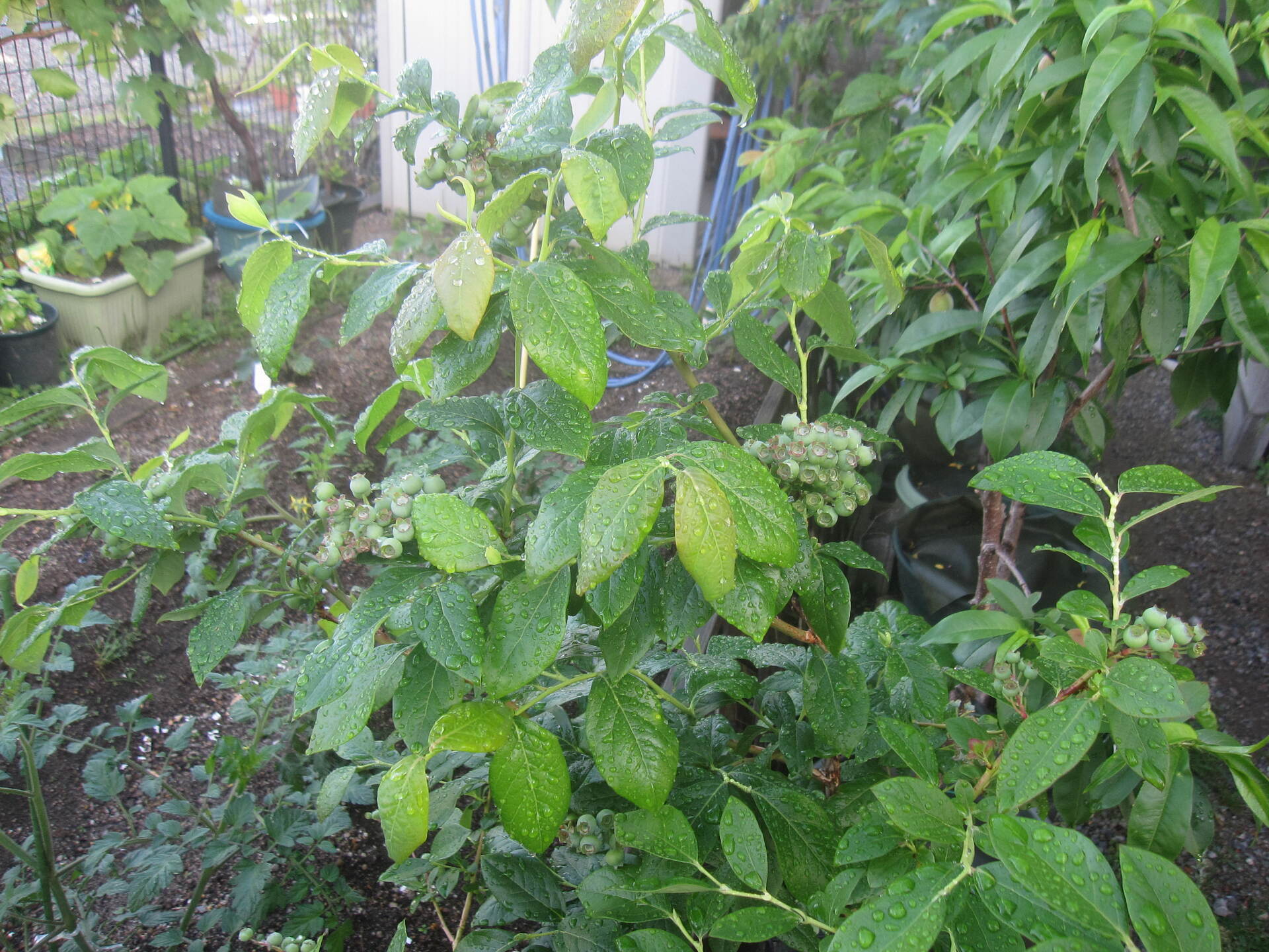 ブルーベリーの現在: 果物をつくりたい