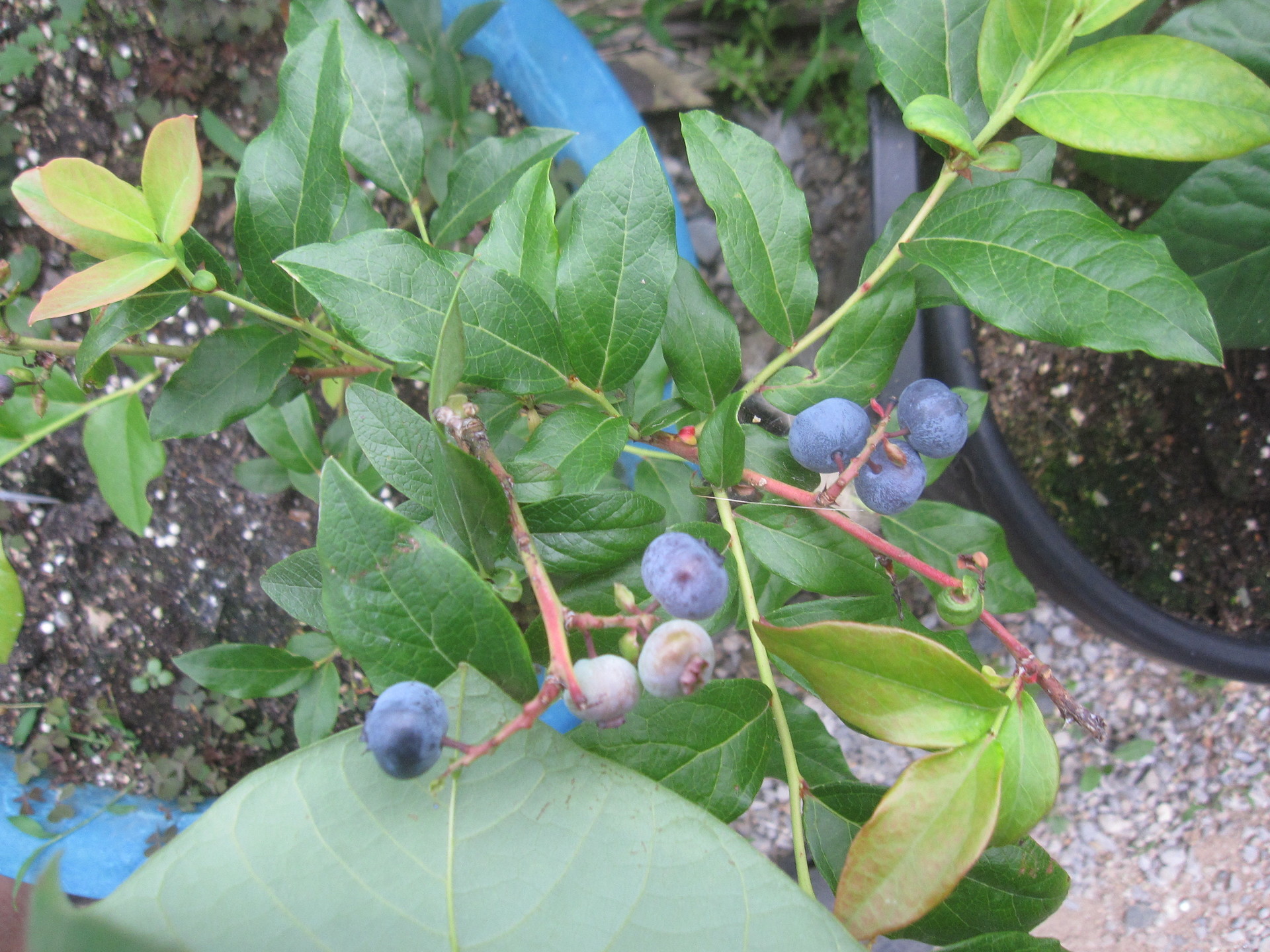 ブルーベリー スパルタンが色づいています: 果物をつくりたい