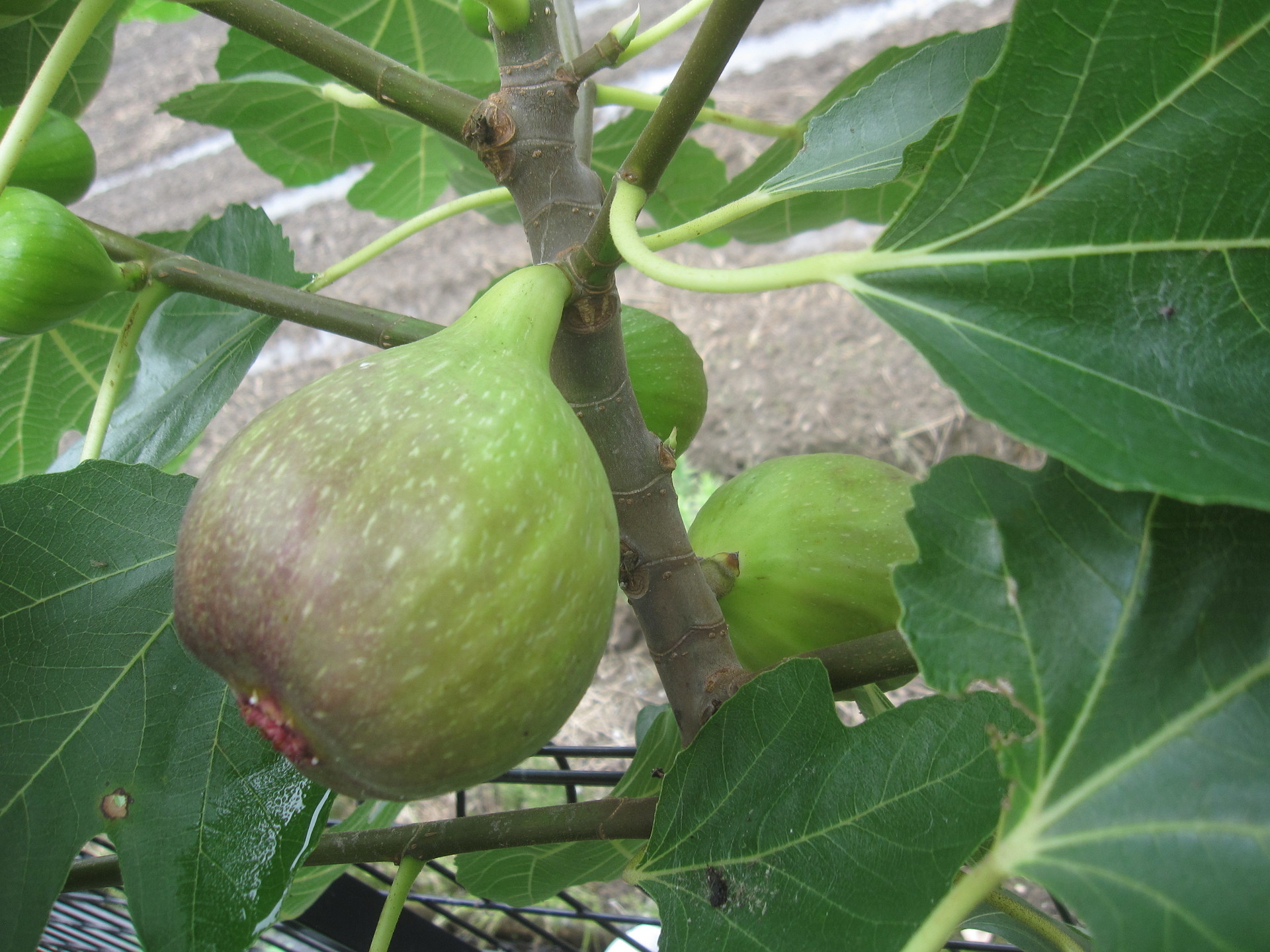 いちじくが次々と色づいてきました: 果物をつくりたい