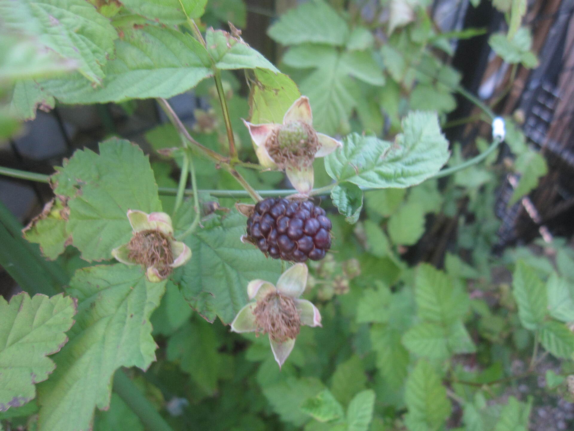 ラズベリーが色づいています: 果物をつくりたい