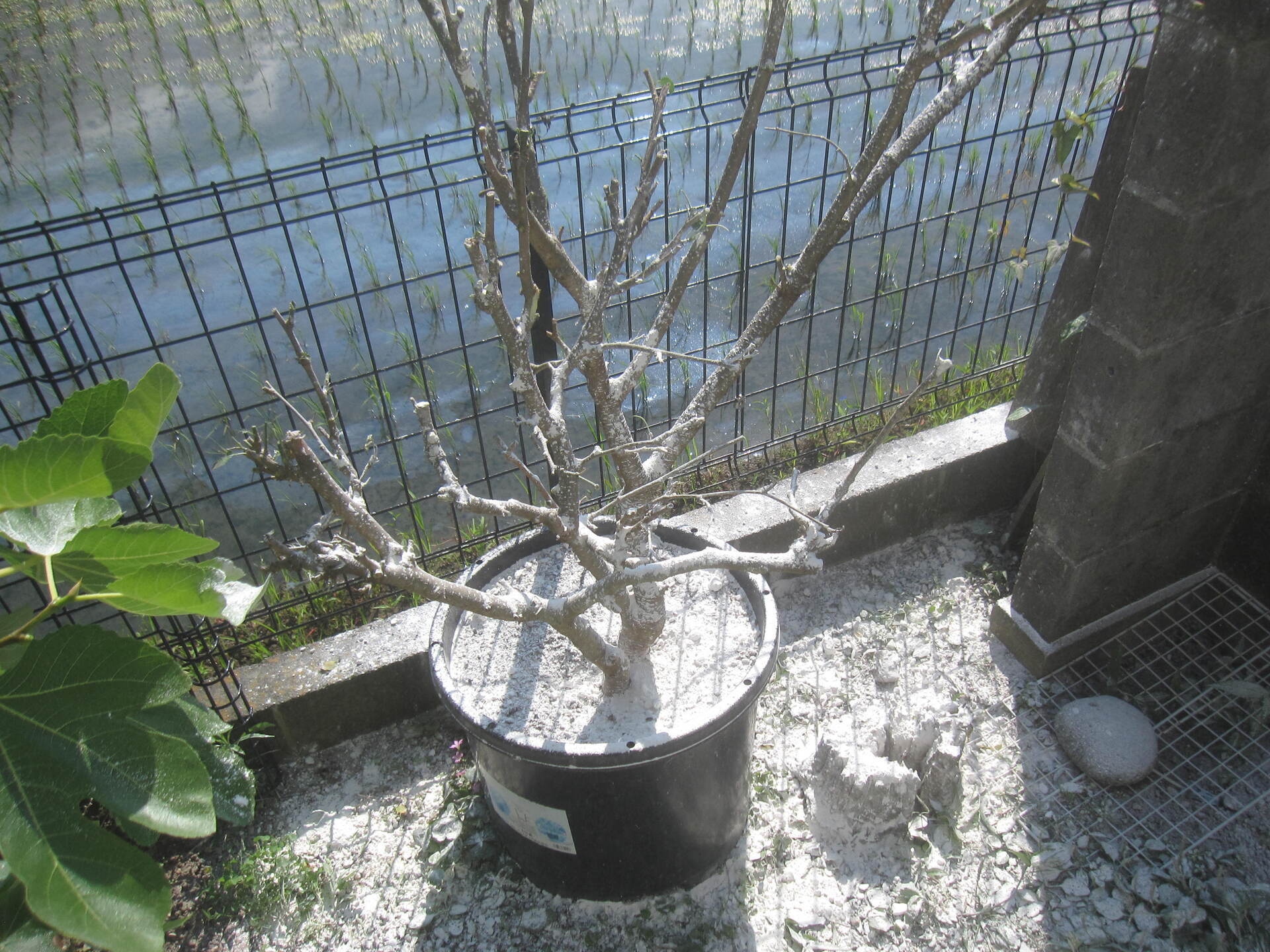 マルベリーが白くなる: 果物をつくりたい