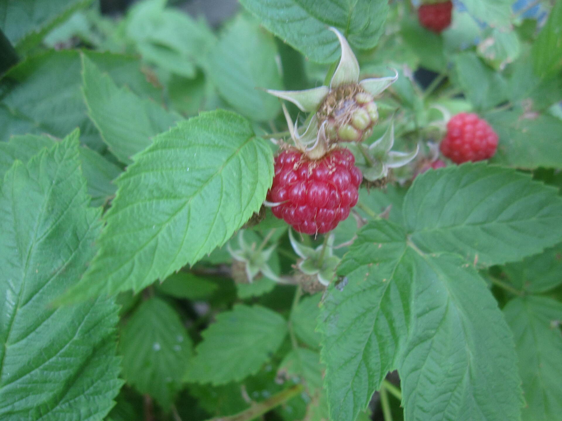 ラズベリーが色づいています: 果物をつくりたい