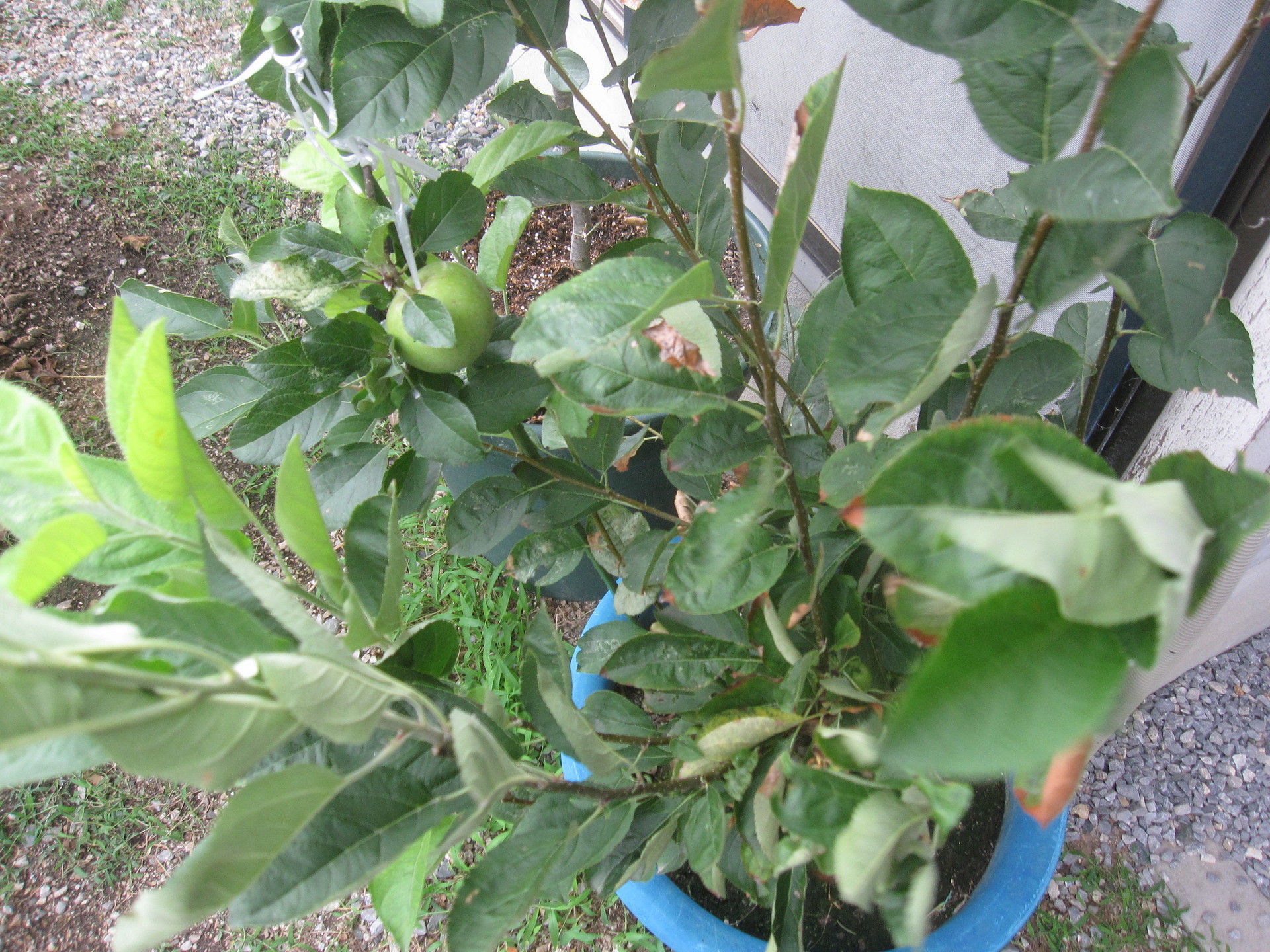 りんご 強風と雨: 果物をつくりたい