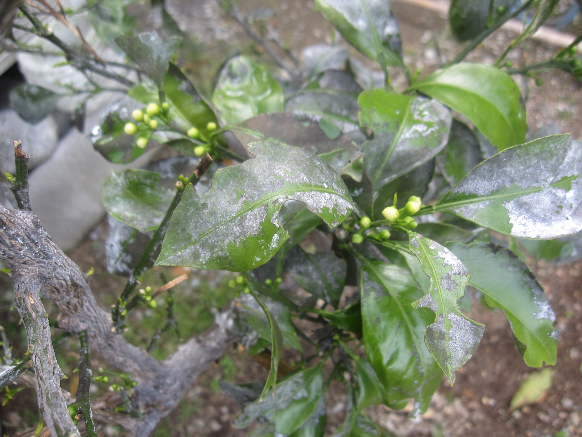 みかんの蕾: 果物をつくりたい