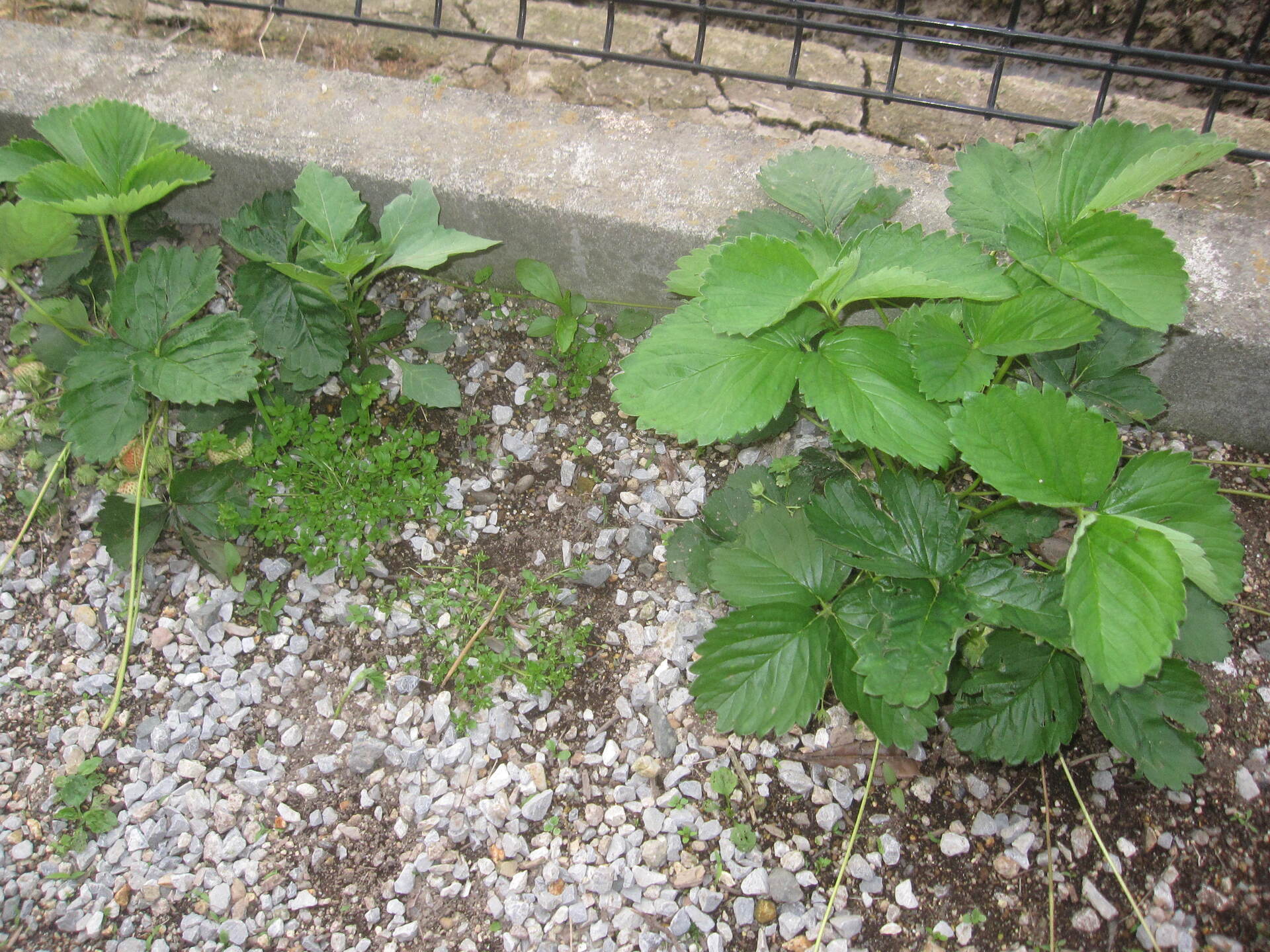 いちごの収穫: 果物をつくりたい