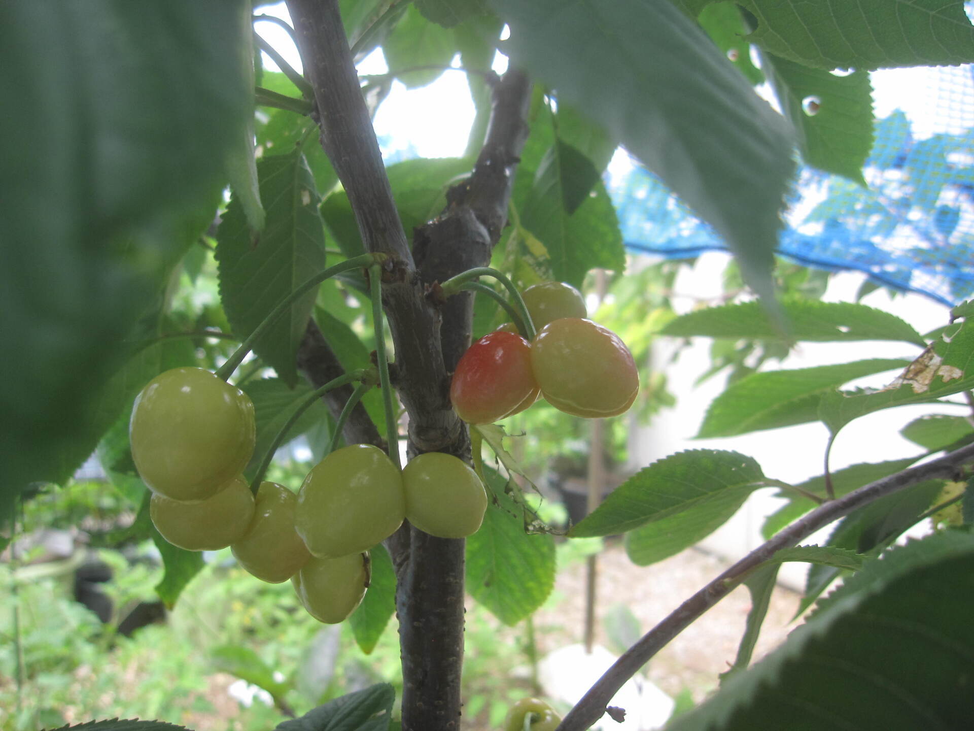 サクランボの現在: 果物をつくりたい