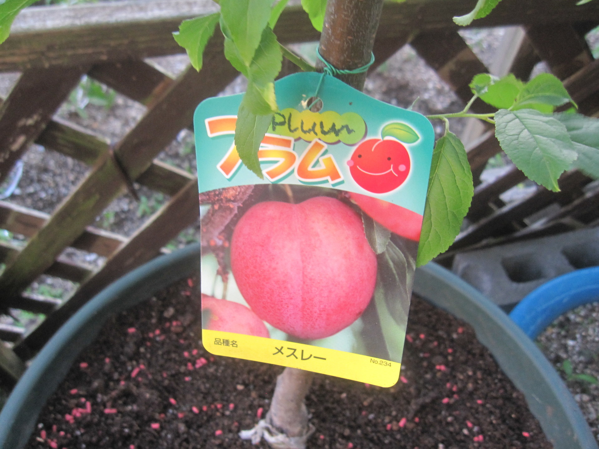 スモモ メスレーの追加: 果物をつくりたい