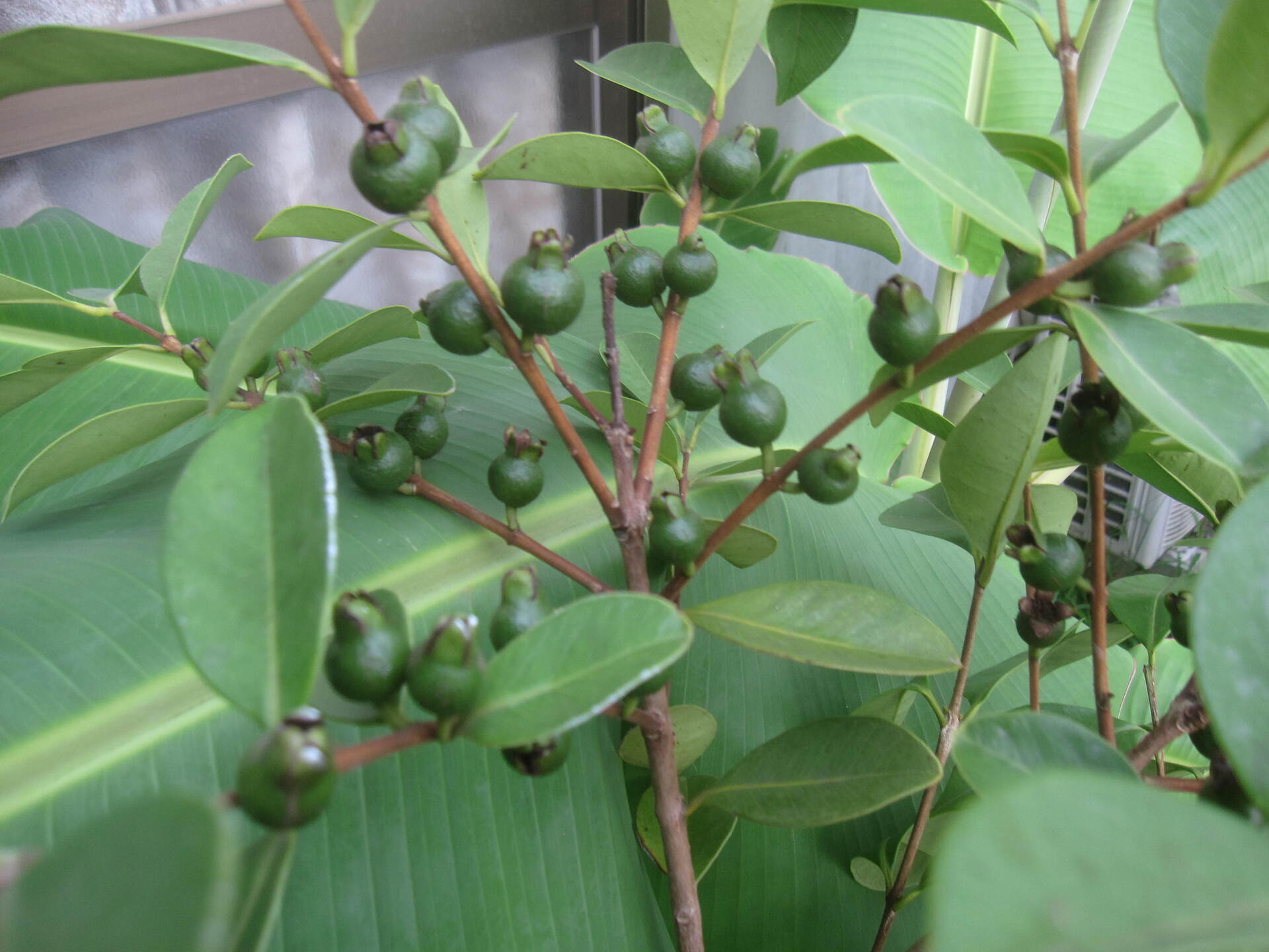 グアバの現在: 果物をつくりたい